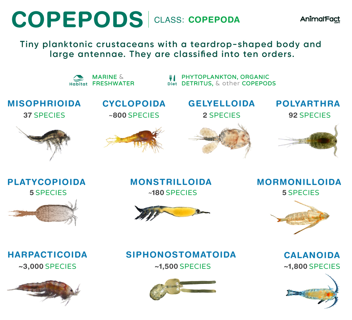 Phiêu Sinh Copepods Và Tầm Quan Trọng Của Nó Trong Việc Nuôi Tép Cảnh